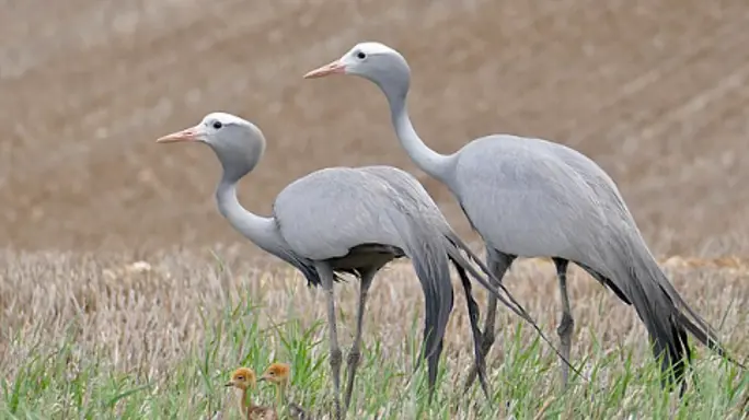 South Africa's Blue Crane (our national bird) population is plummeting