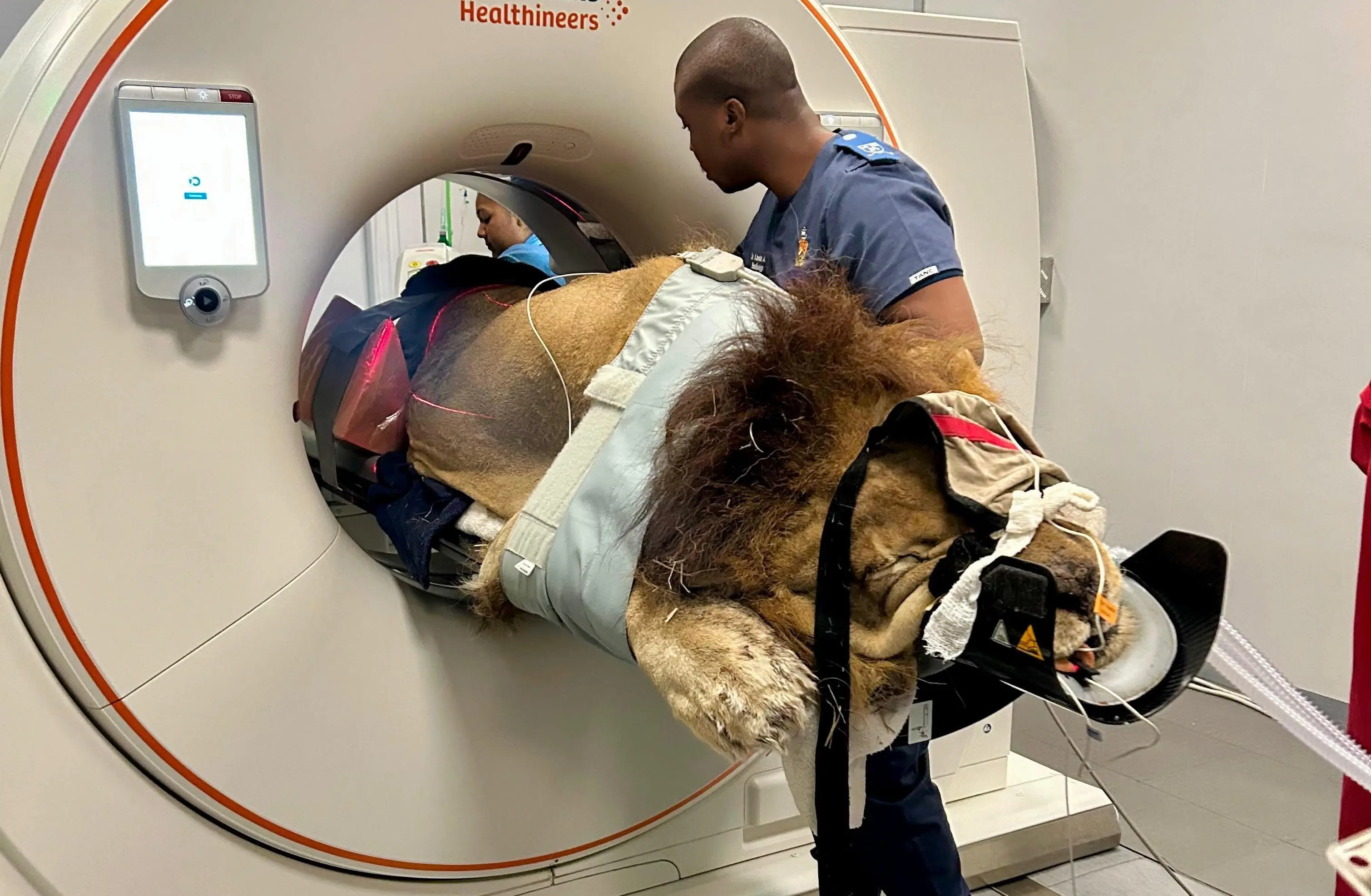 Majestic lion gets the royal treatment for CT scan at Onderstepoort