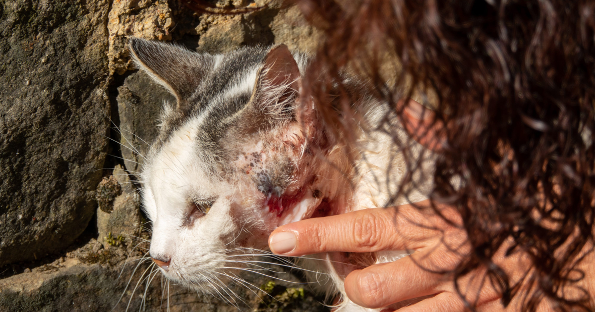 SPCA warns animal cruelty videos may signal deeper problems in children