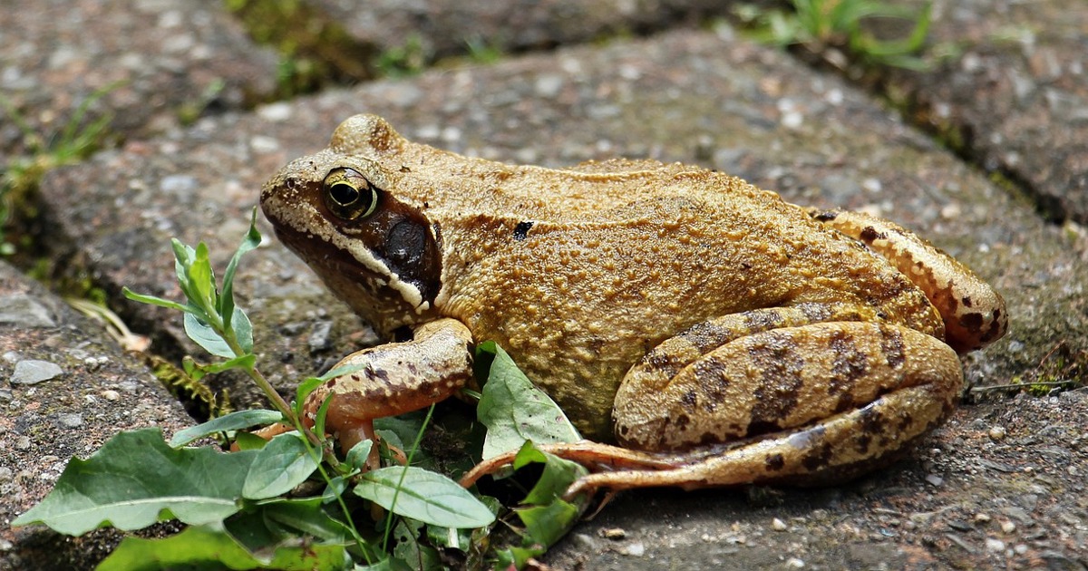 WATCH: Thousands of migrating frogs squashed on R44