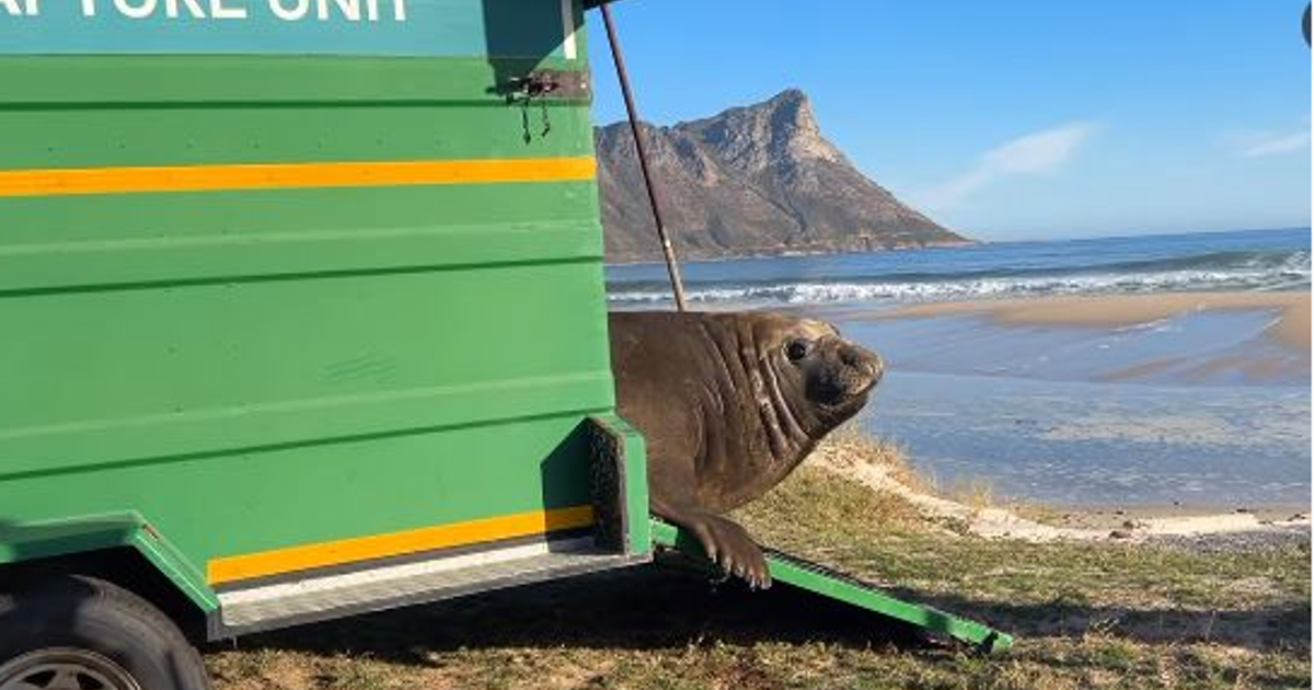 WATCH: Elephant seal released back to safety after nearly 9-hour rescue ...