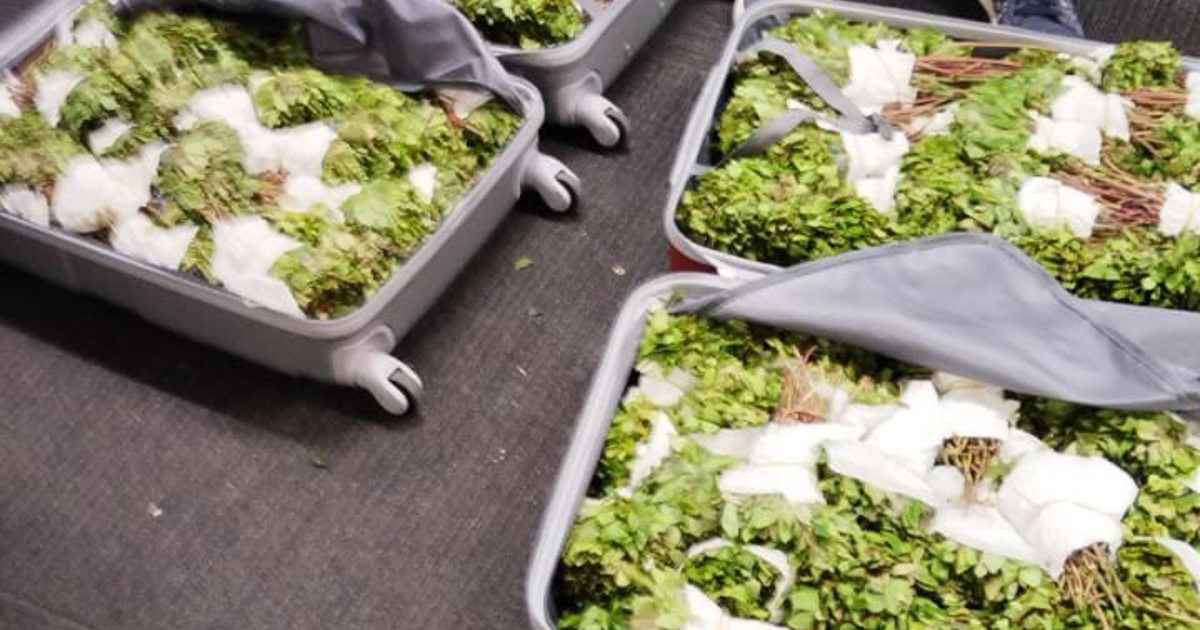 2 suspects nabbed with 80kg of 'khat' at OR Tambo International