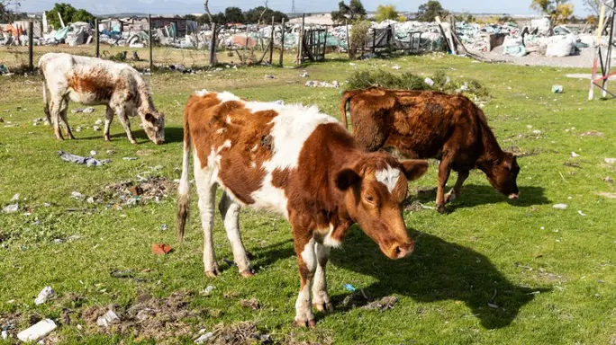 EWN | Department of Agriculture, Land Reform and Rural Development (DALRRD)