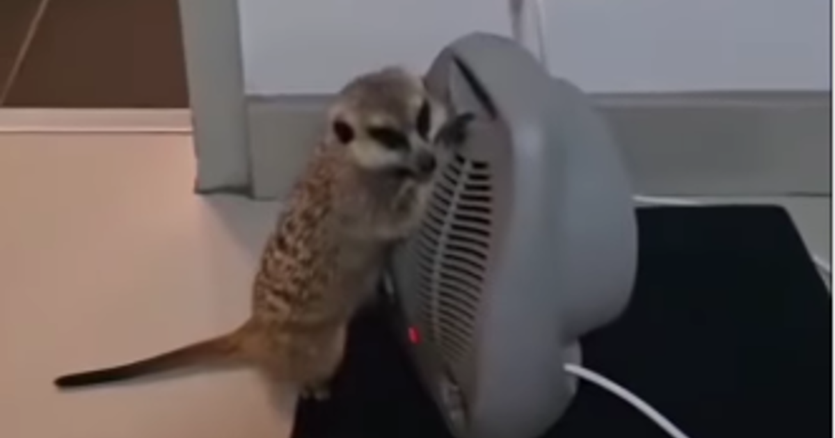 WATCH: Tumi the meerkat warms hearts on the internet by snuggling fan ...