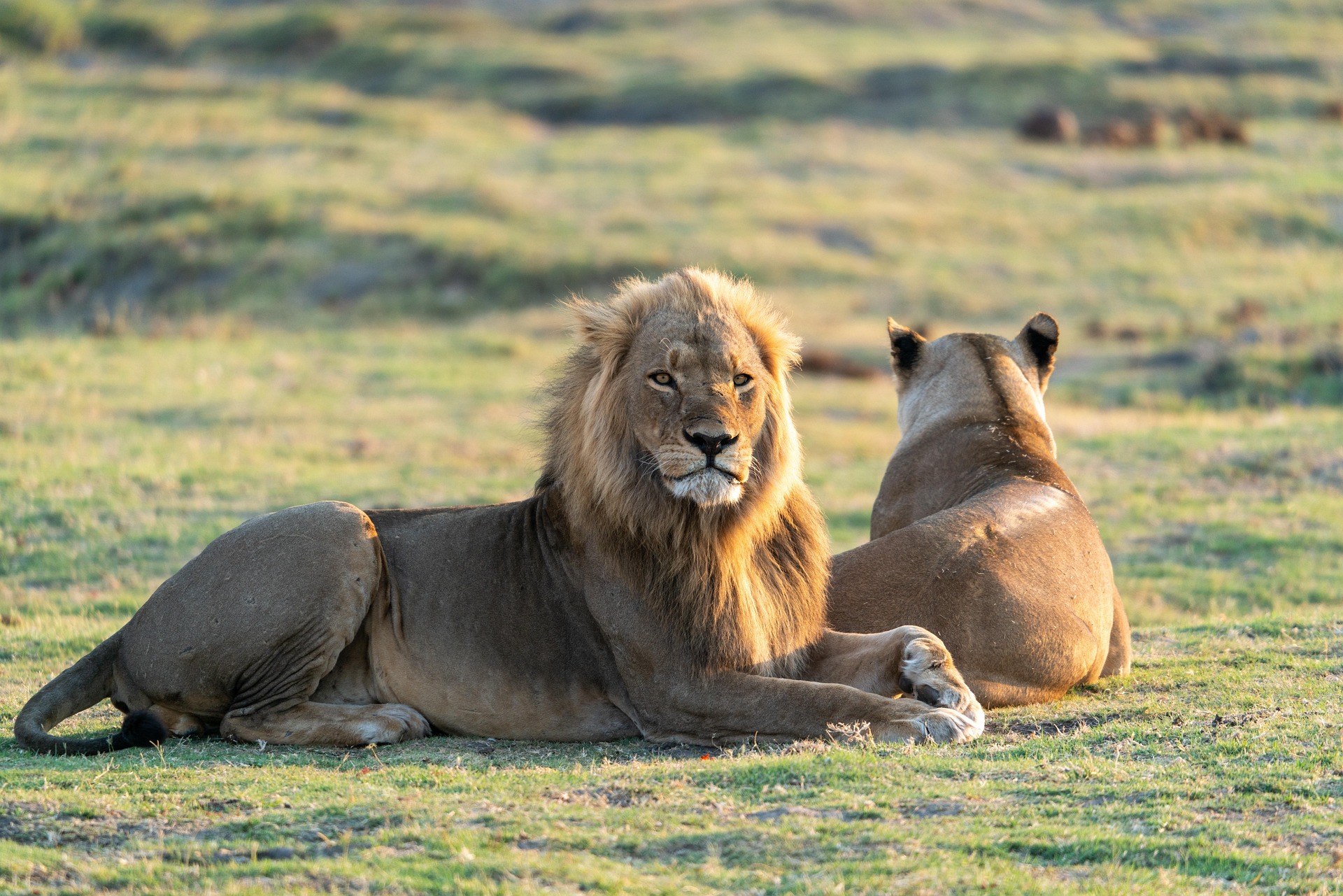 Animal welfare group calls for closure of captive lion breeding ...