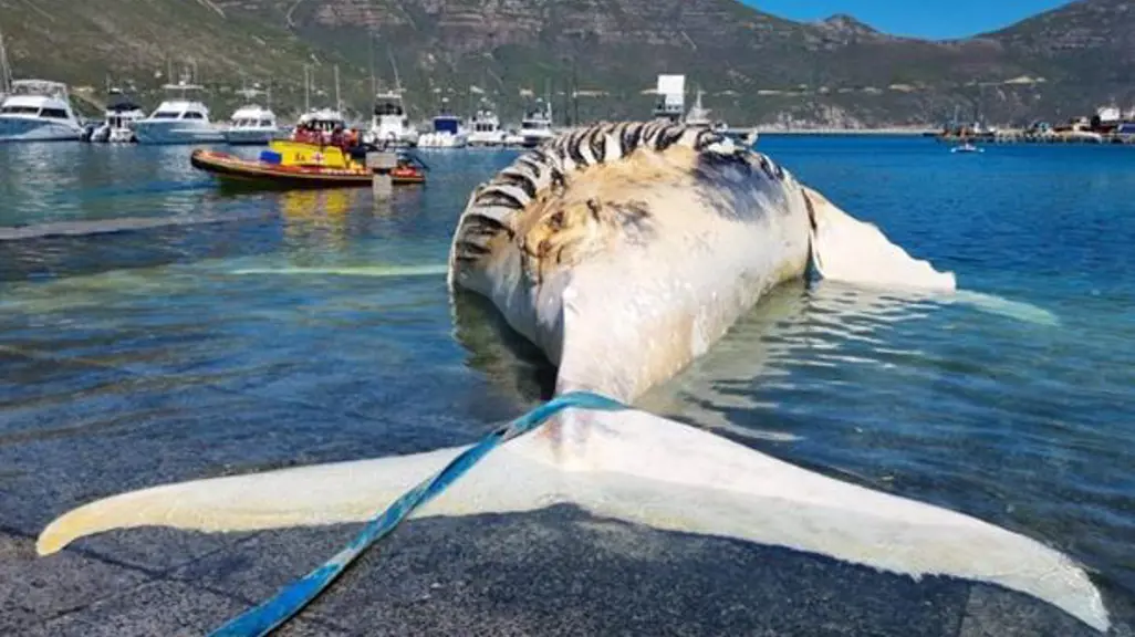 PICS: 35-ton whale carcass transported from Hout Bay to Vissershok Landfill