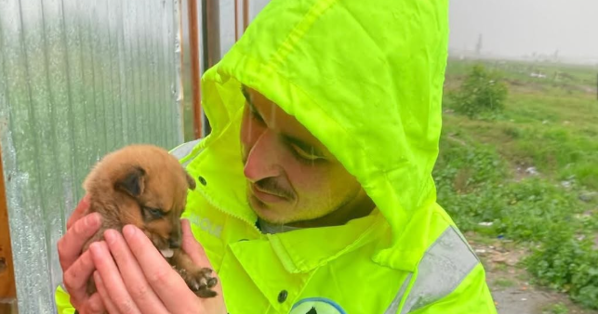 Animal Welfare Society of South Africa braves cold to ensure animal ...