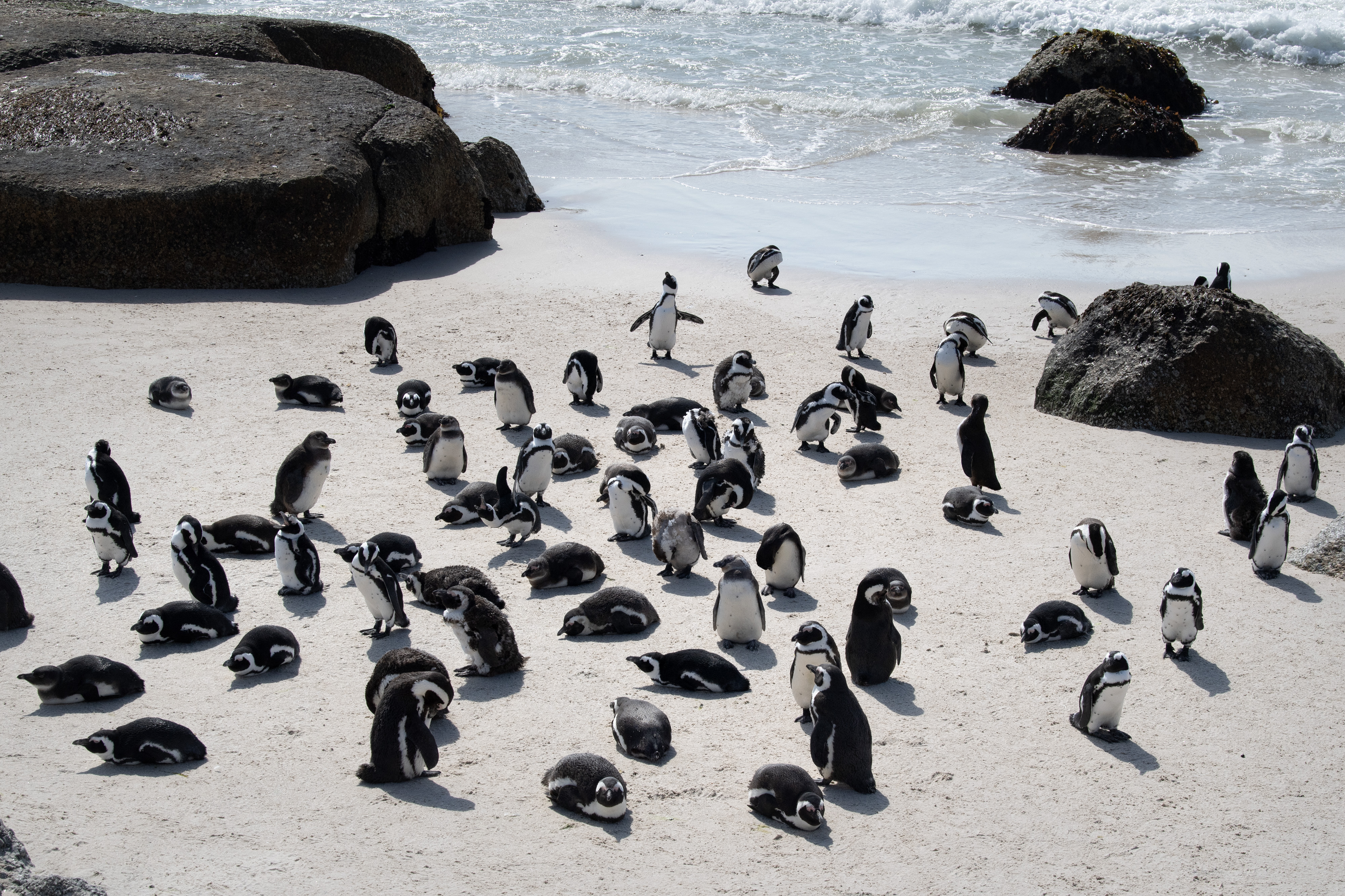 African penguin population declines by around 8% each year: CapeNature
