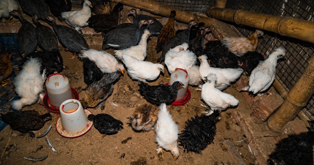 WHO confirms first fatal human case of H5N2 bird flu