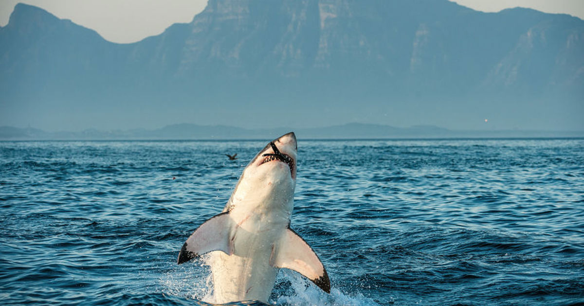 Interesting workers: What exactly does a Shark Spotter do?