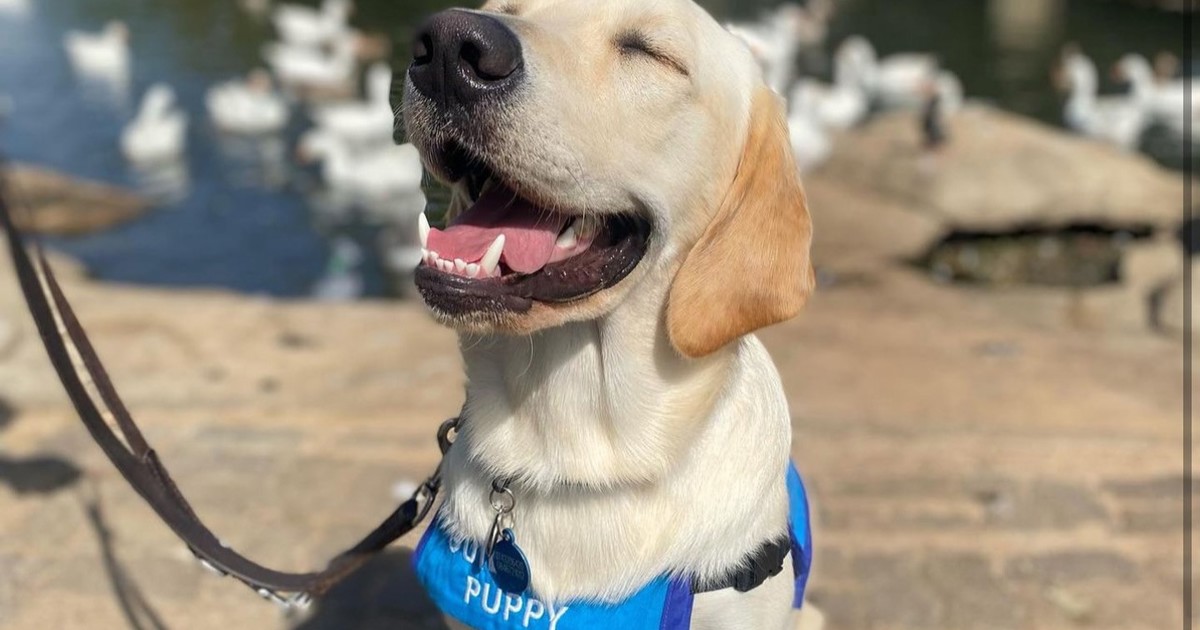 It’s International Guide Dog Day! Here's why it's celebrated...