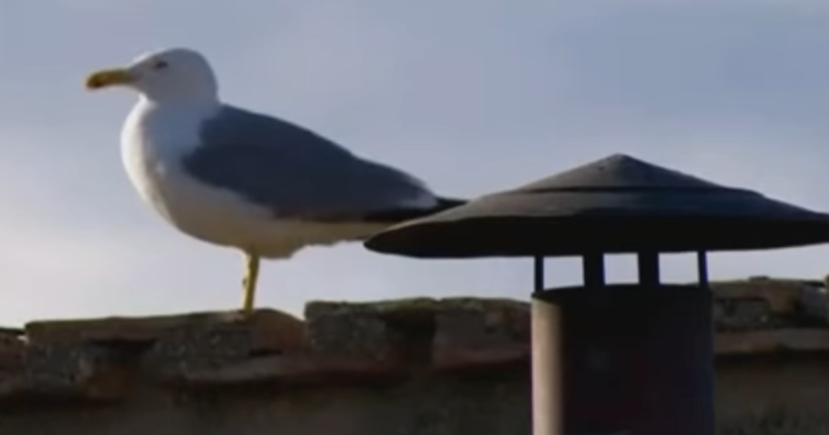 WATCH: Is it a bird, a plane? It was a seagull stealing the show during ...