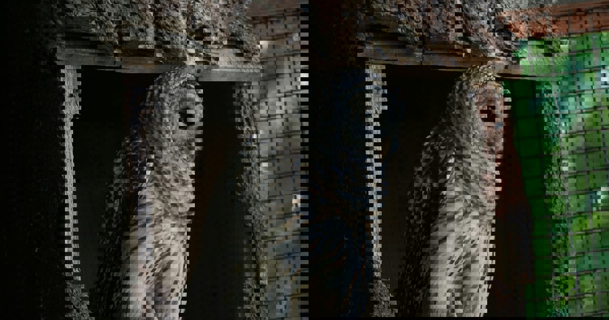 Nature’s pest control: How neighbourhoods are using owls to take on ...