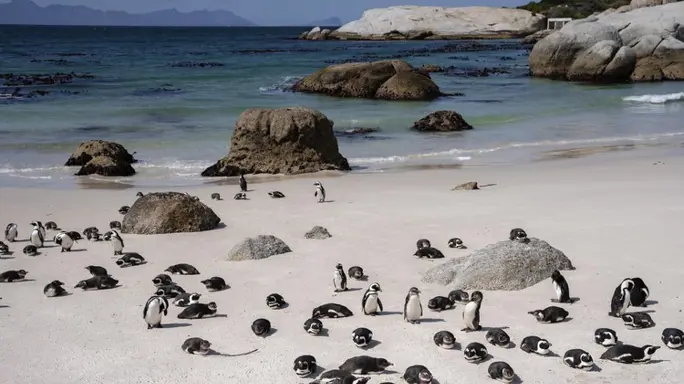 Boulders traffic nightmare for locals and tourists - what's the solution?