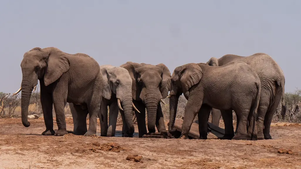 Investigators prove viral elephant photo from Namibia’s Etosha National ...
