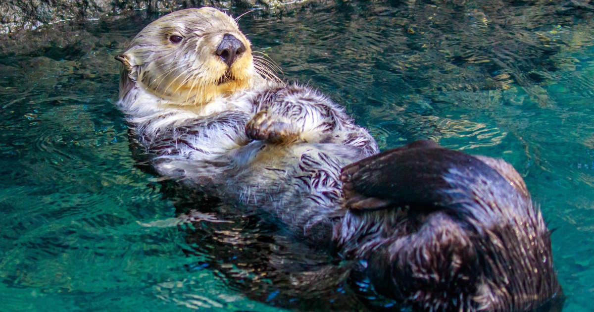 WATCH: Storm washes up otter in Mitchells Plain backyard