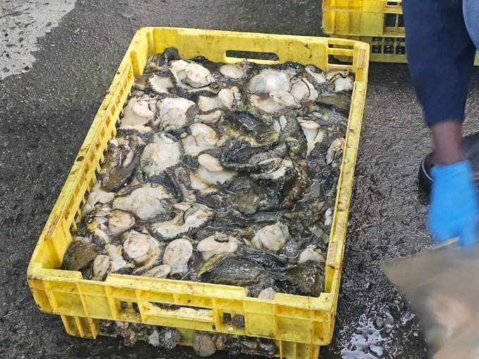 DFFE applauds City of Cape Town for making major abalone bust