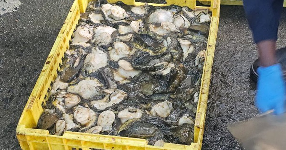 DFFE applauds City of Cape Town for making major abalone bust