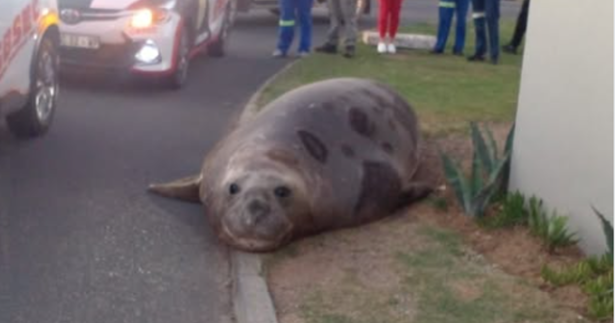 WATCH: Elephant seal holds up traffic in Gordon's Bay
