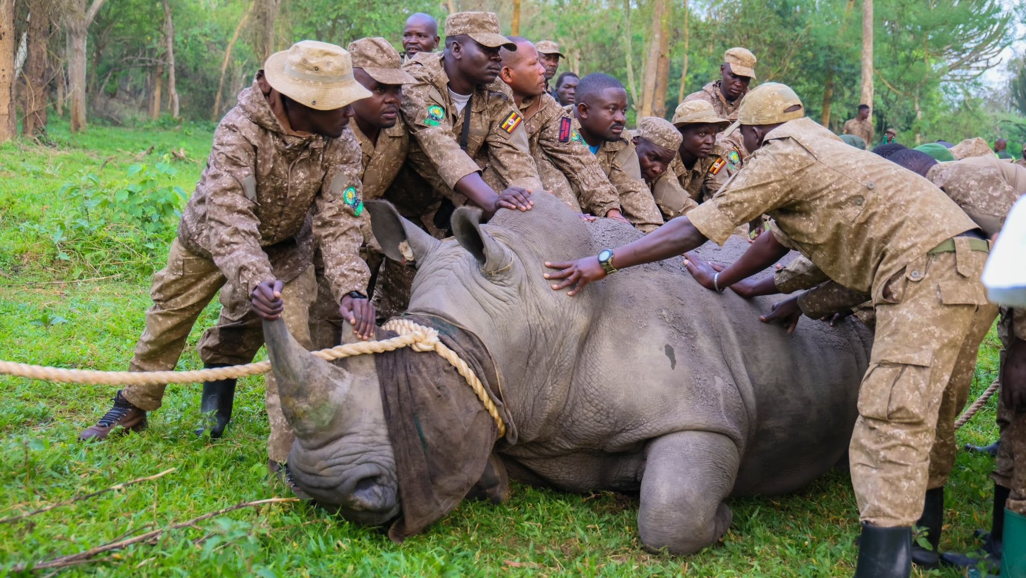Joy in Uganda as rhinos reintroduced to national park 40 years after ...