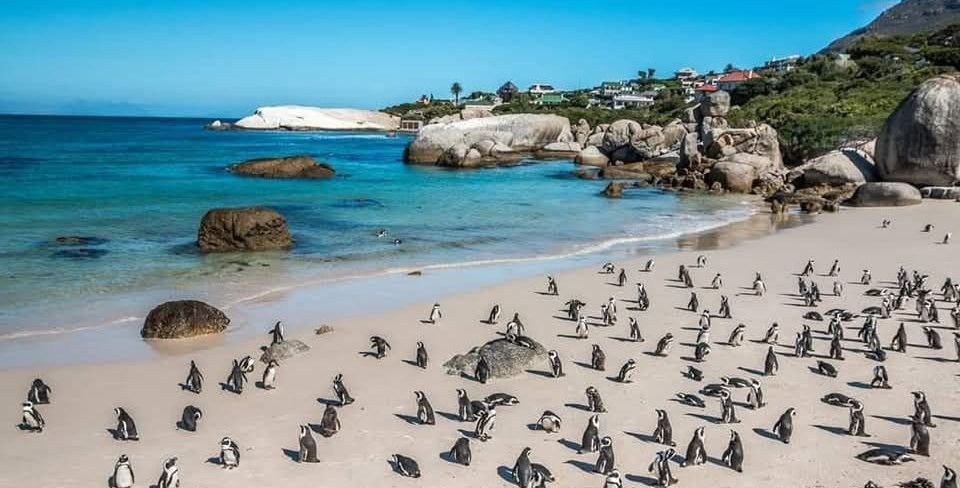 Rangers rescue penguin chicks at Boulders Beach during Cape heatwave
