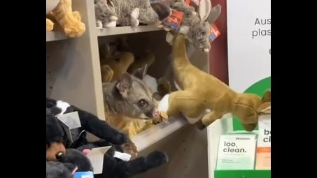 WATCH: Real possum hides out among plush toys in airport gift shop