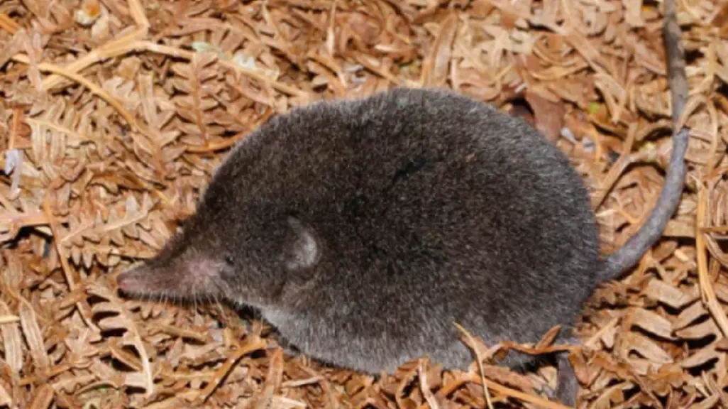 Boosmansbos long-tailed shrew rediscovered 46 years after last recorded ...