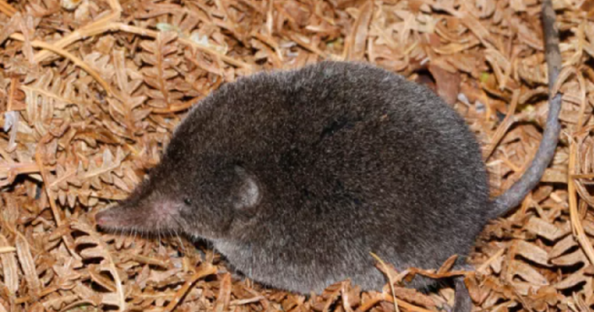 Boosmansbos long-tailed shrew rediscovered 46 years after last recorded ...