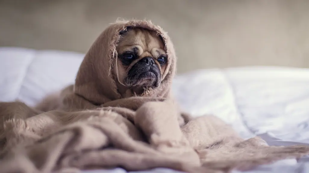 SA Weather Service warns cold snap to hit Gauteng on Friday