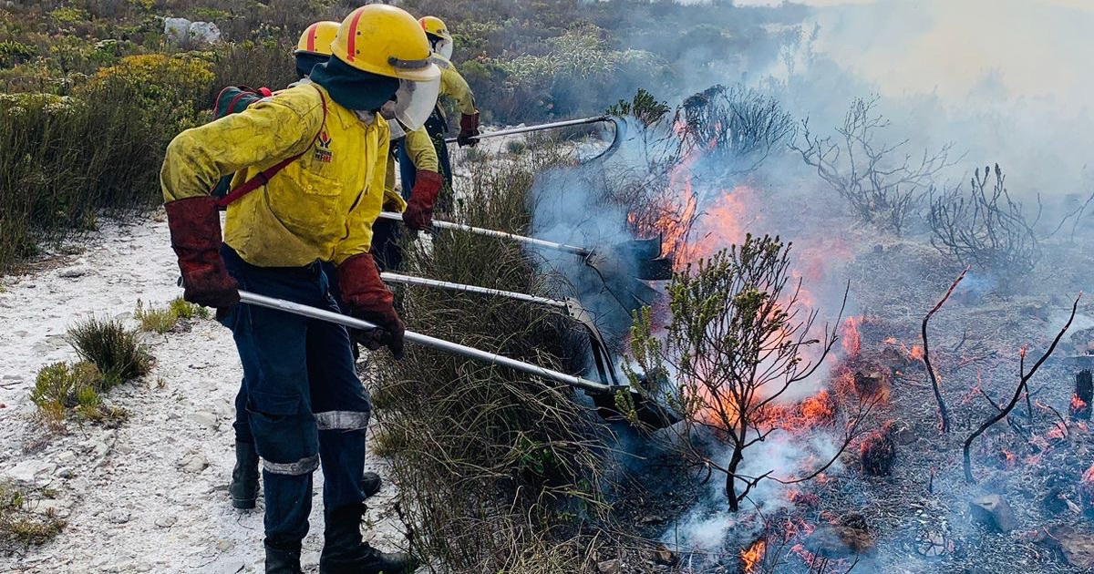 Working on Fire confident in their preparedness for WC's fire season