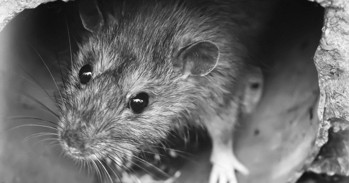 Cape Town infested with rats, who's cleaning up?