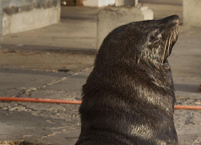 Rabies 'has become endemic in the Cape fur seal population' - WC ...
