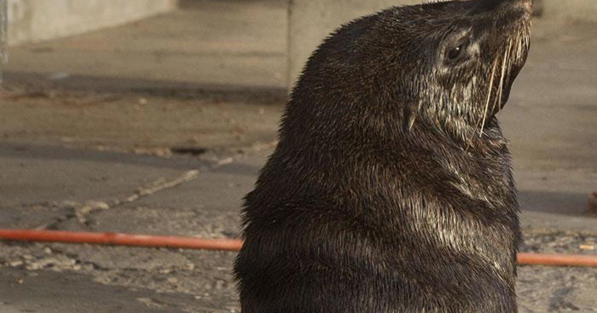 Rabies 'has become endemic in the Cape fur seal population' - WC ...