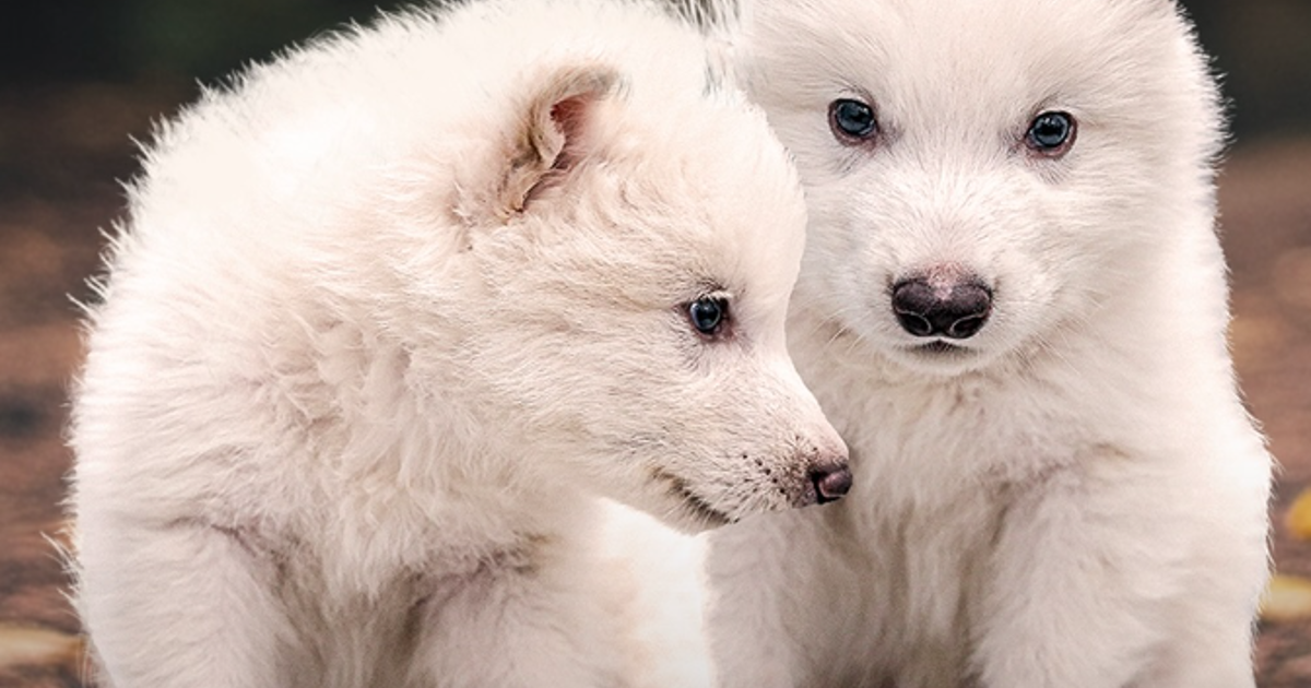 Scientists claim to have resurrected wolf species which was extinct for ...