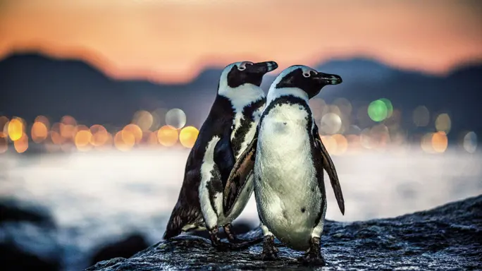 IUCN lists African Penguin as critically endangered