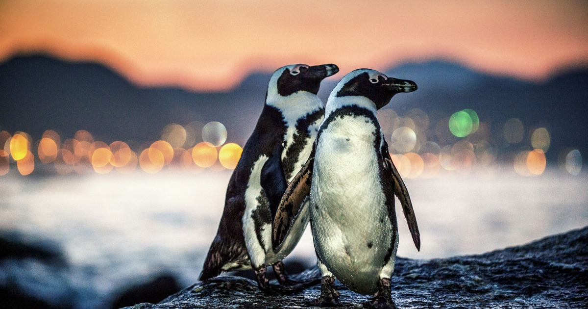 IUCN lists African Penguin as critically endangered