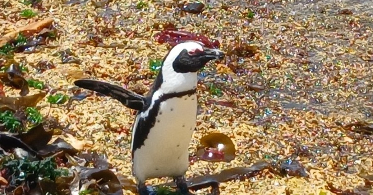 Waddle for a cause: Two Oceans Aquarium rallies to save the endangered ...