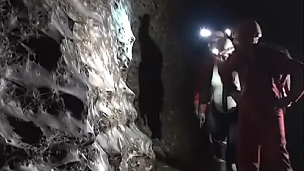 WATCH: World’s largest spider web with 110,000+ spiders discovered