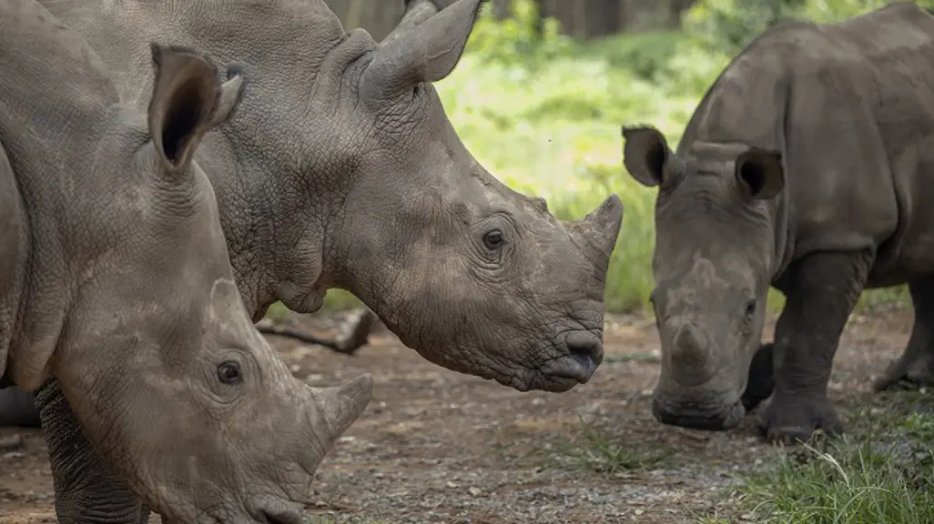How to move a rhino