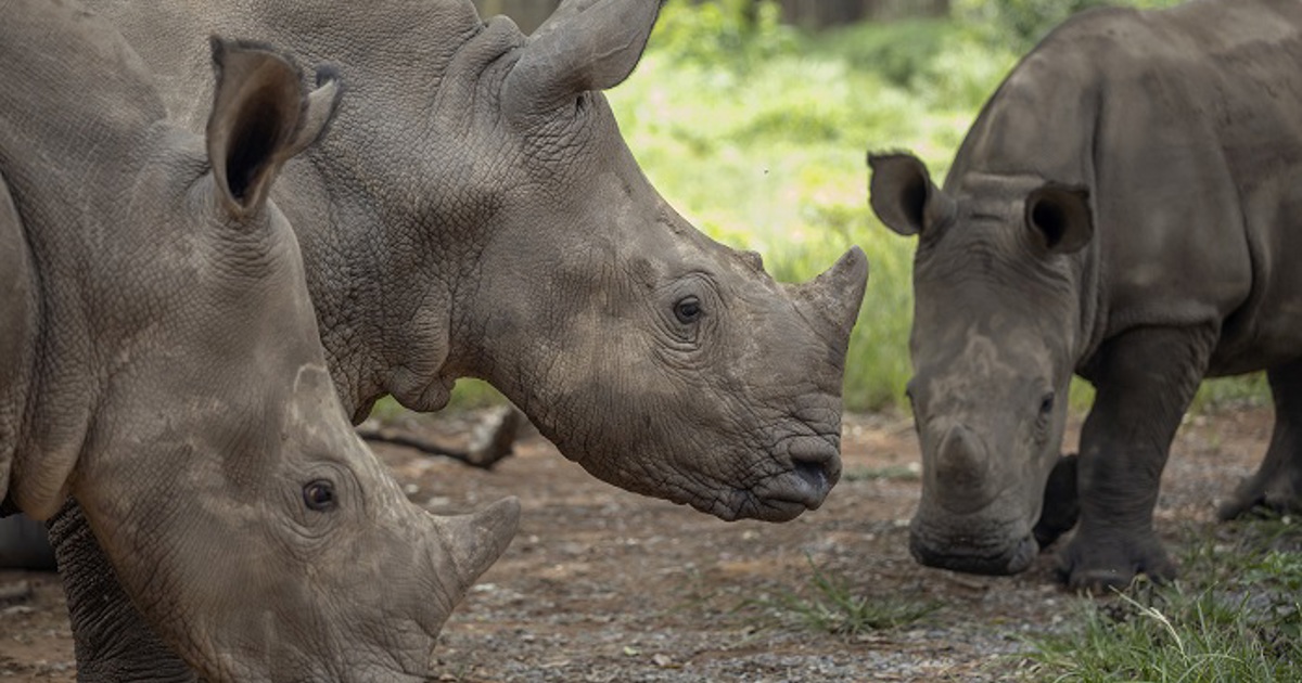 35 rhinos poached in Kruger National Park since beginning of 2025 ...