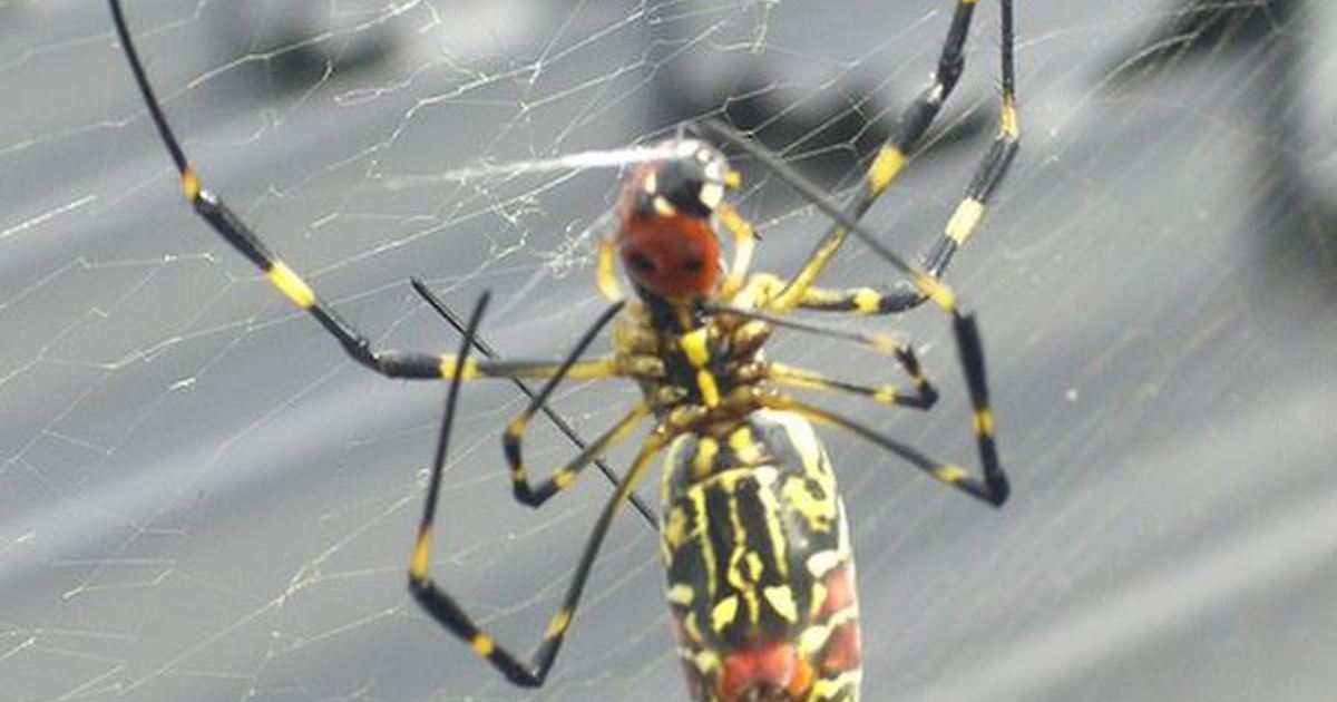 Spiders ‘smell’ with their legs – new research
