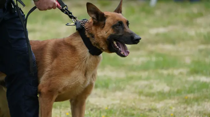 Eastern Cape police appeal for dogs as K9 unit faces critical shortage