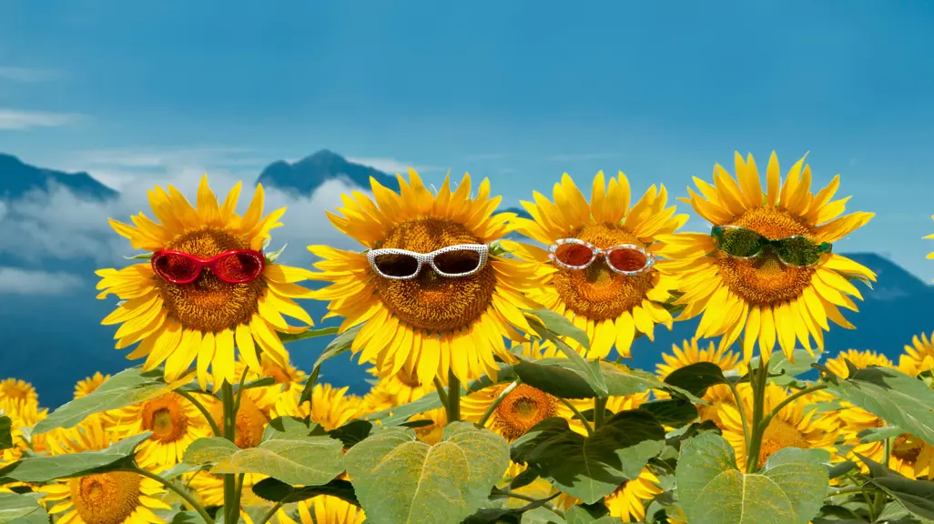 WEEKEND WEATHER: Gauteng basks in warm winter sunshine, Cape Town ...