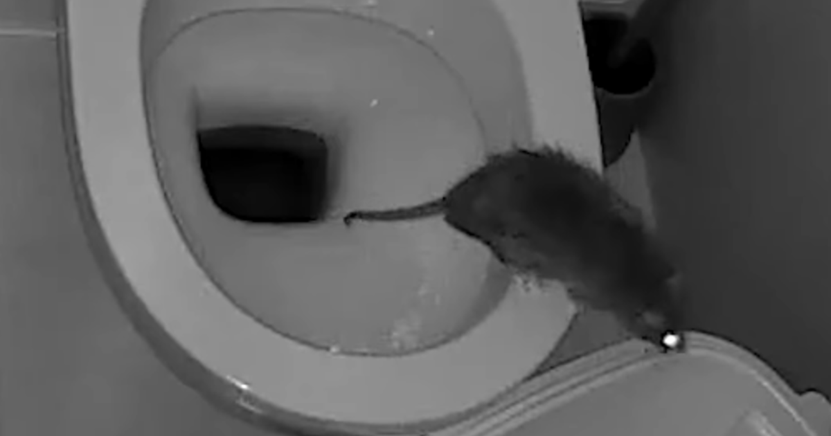 WATCH: Rat plays hide and squeak in toilet bowl, shocking Frenchman