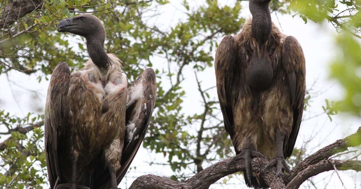 One hundred Kruger Park vultures killed in ‘targeted’ mass poisoning by ...