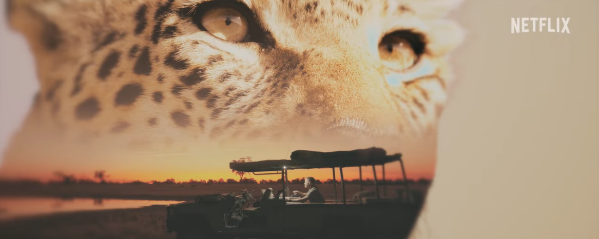 Inside ‘Living with Leopards’: Emmy-nominated filmmaker captures rare ...