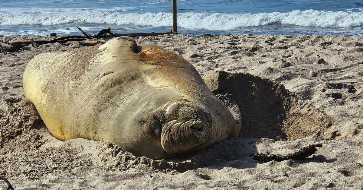 WATCH: Buffel the elephant seal makes Onrus beach his home