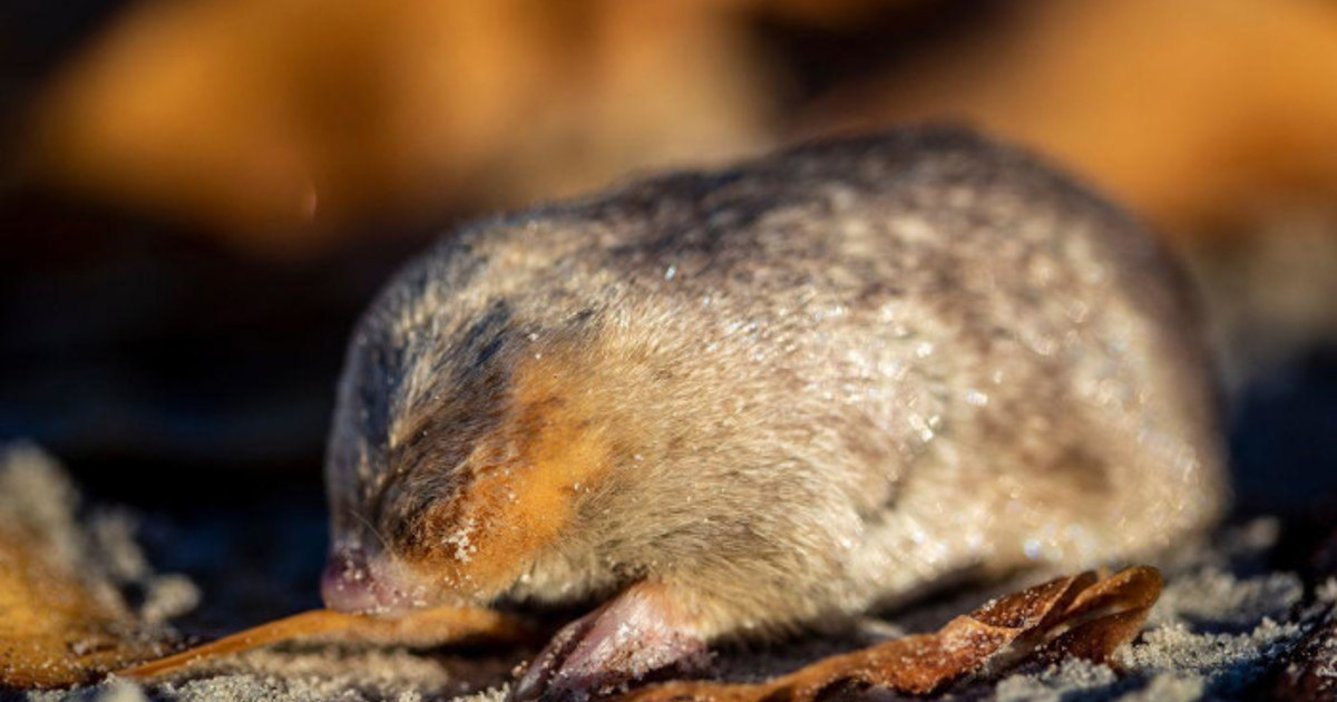 PICS: Scientists rediscover blind mole with super hearing after 87 years