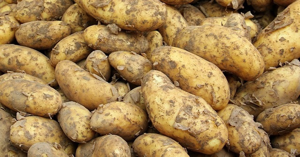 Brace for potato shortage (and R200/10kg price) in coming weeks