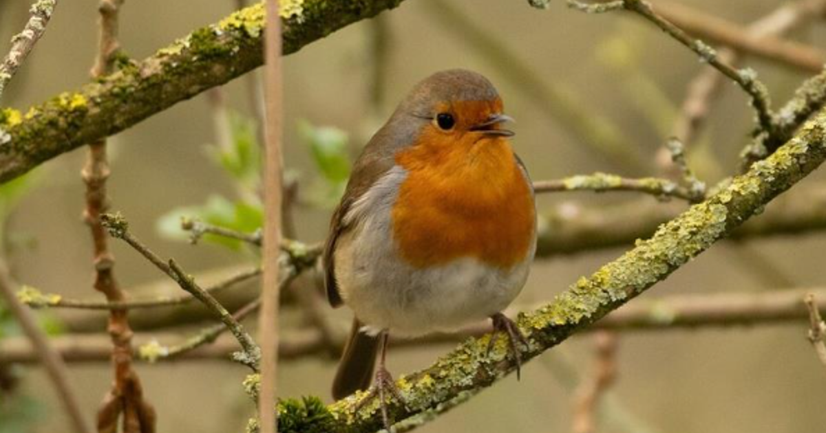 Capetonians invited to take part in 2025 City Nature Challenge. Here's ...